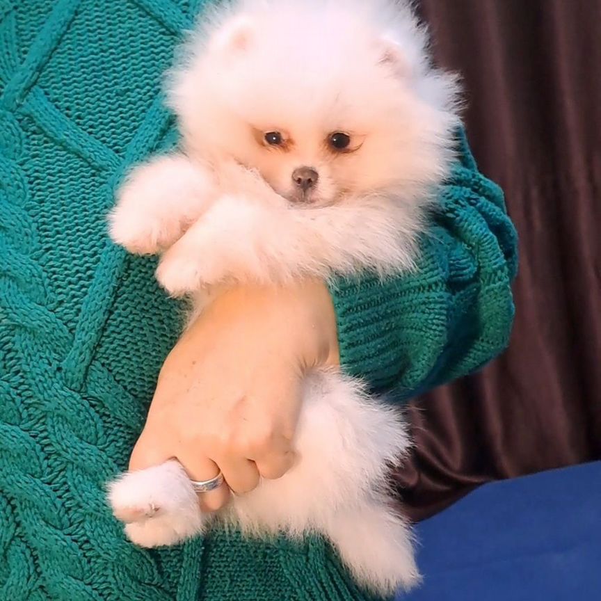 Померанский шпиц медвежьего типа