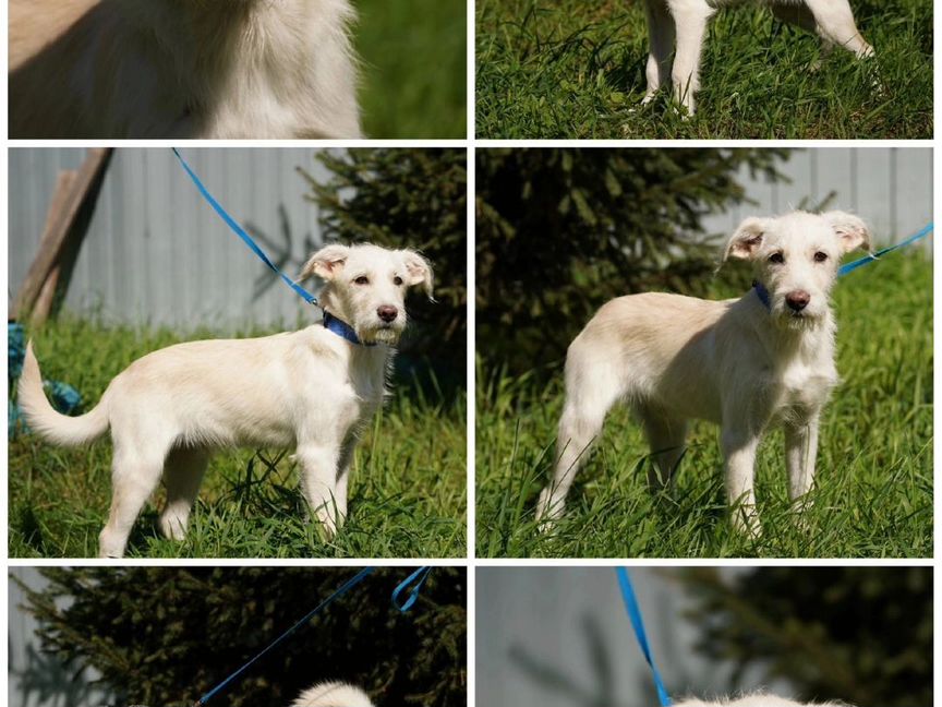 Собака в добрые руки