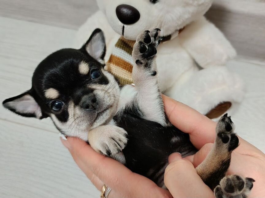 Щенки чихуахуа