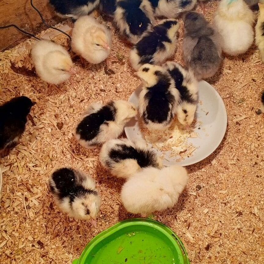 Цыплята долматинцы