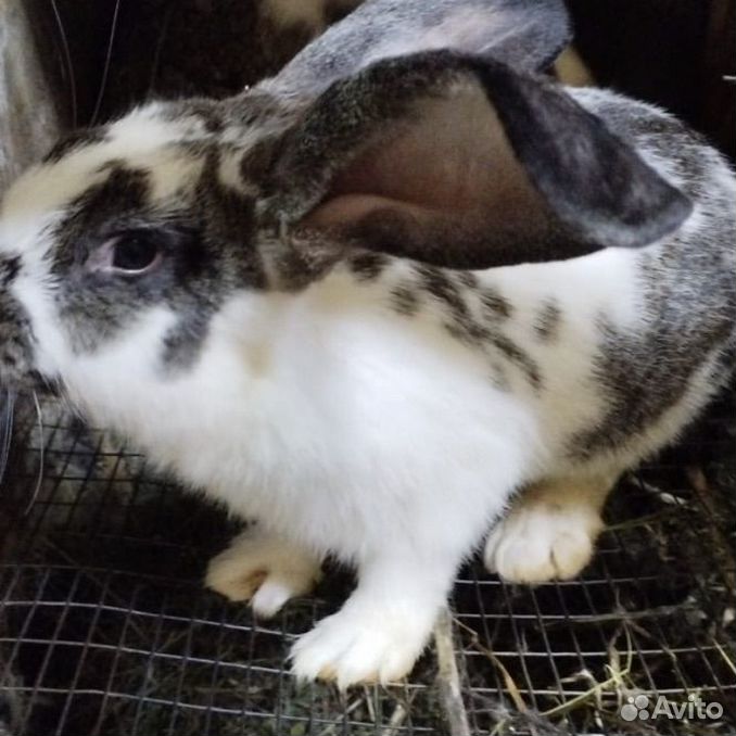 Кролики фландер далматинец