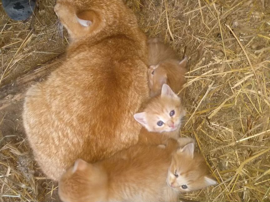 Котята из Макарьевского монастыря
