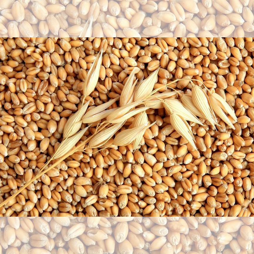Зерно(Пщеница)
