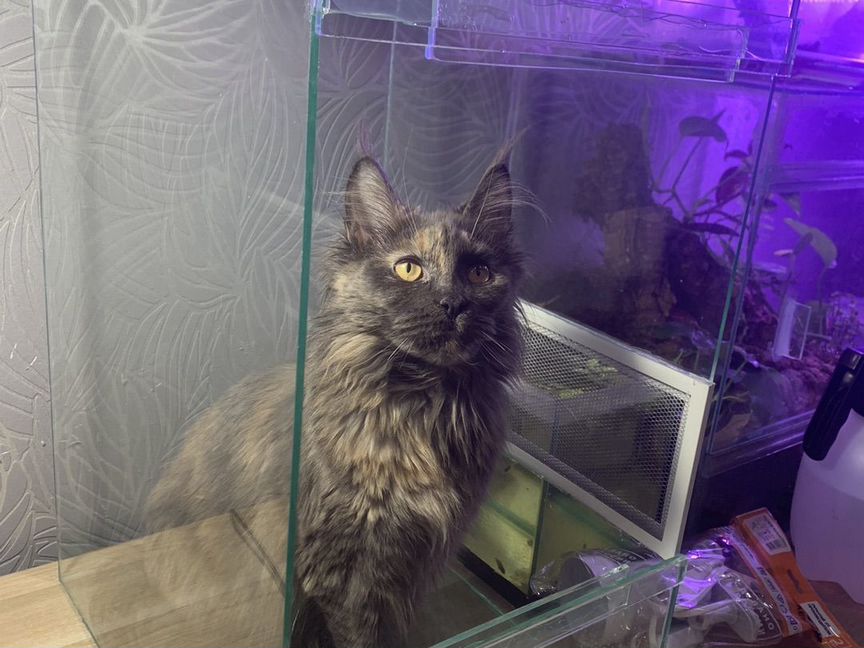 Террариумы и паучатники на заказ