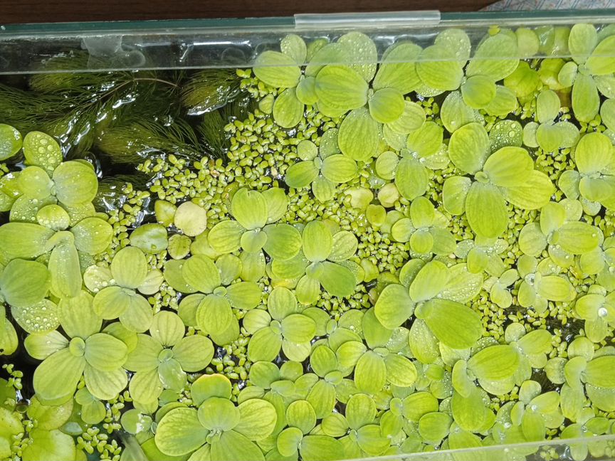 Пистия и ряска