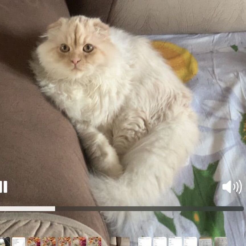 Шотландский вислоухий длинношёрстный котёнок