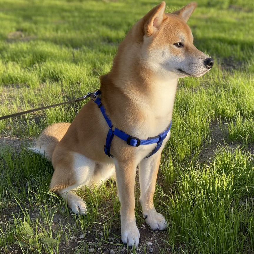 Вязка кобель сиба ину