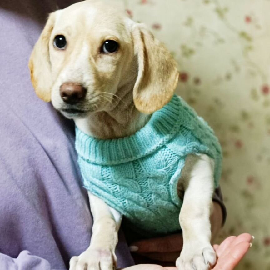 Щенок в добрые руки