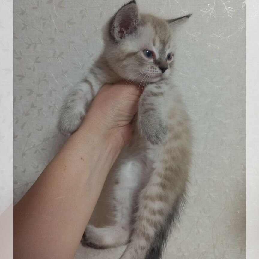 Тайский котёнок