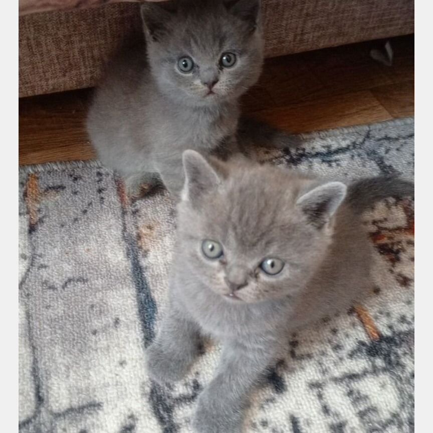 Британские котята