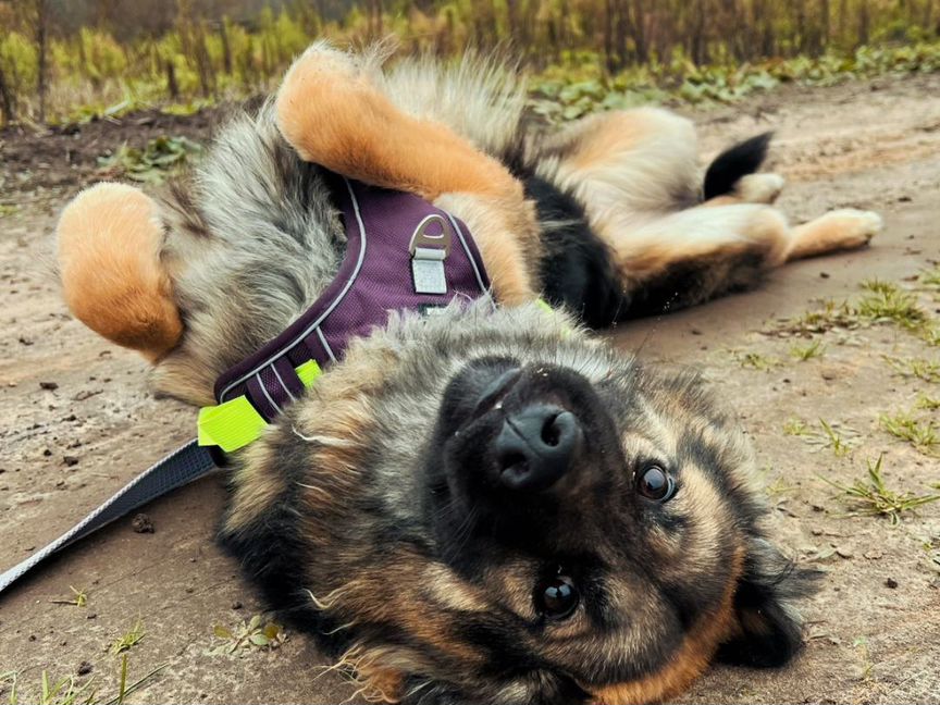 Овчарёнок Альма