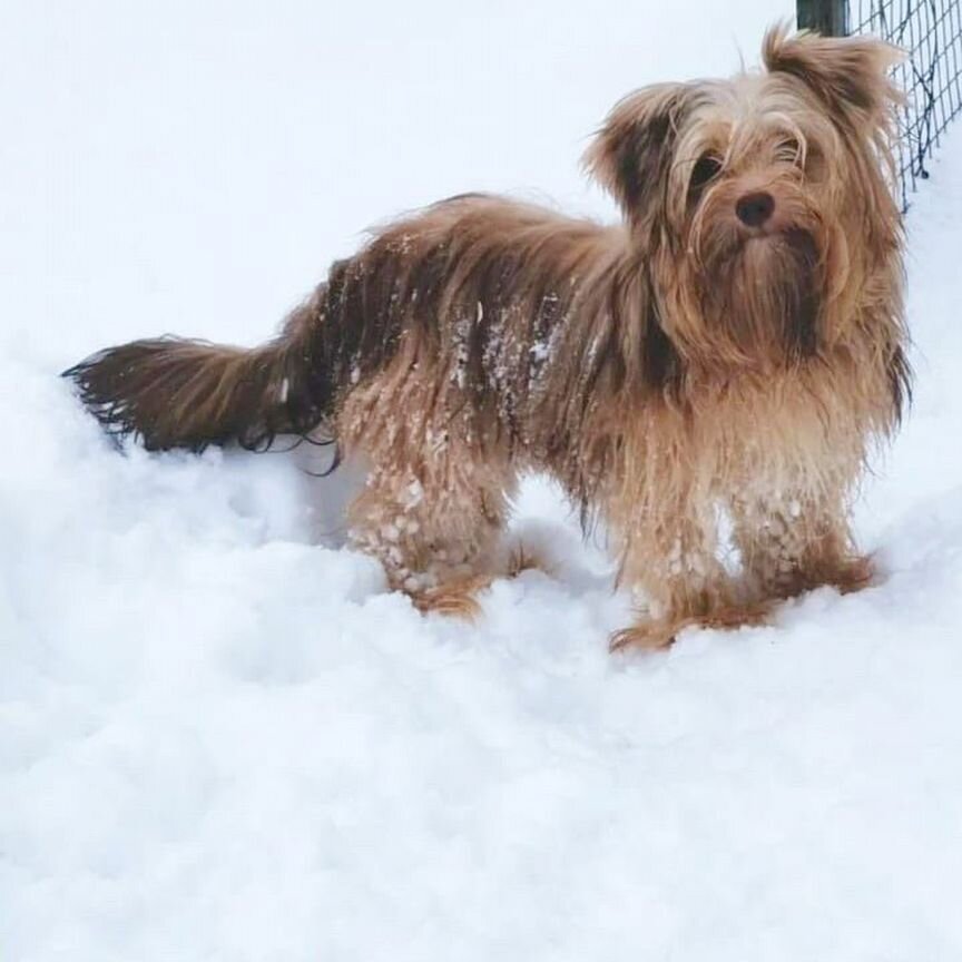 Йоркширский терьер