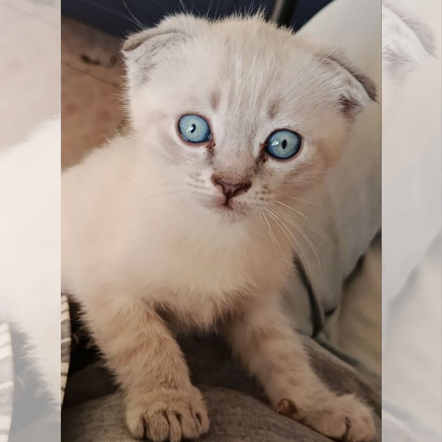 Шотландский вислоухий короткошёрстный котёнок