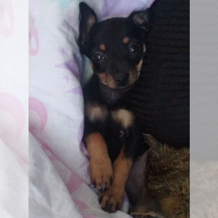 Немецкий пинчер, щенок