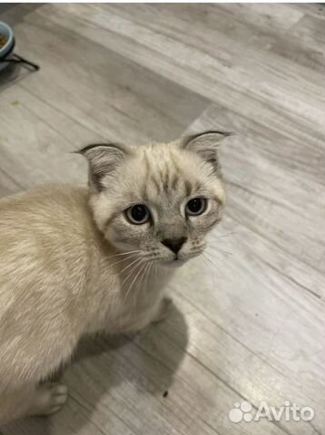 Потерялся котенок