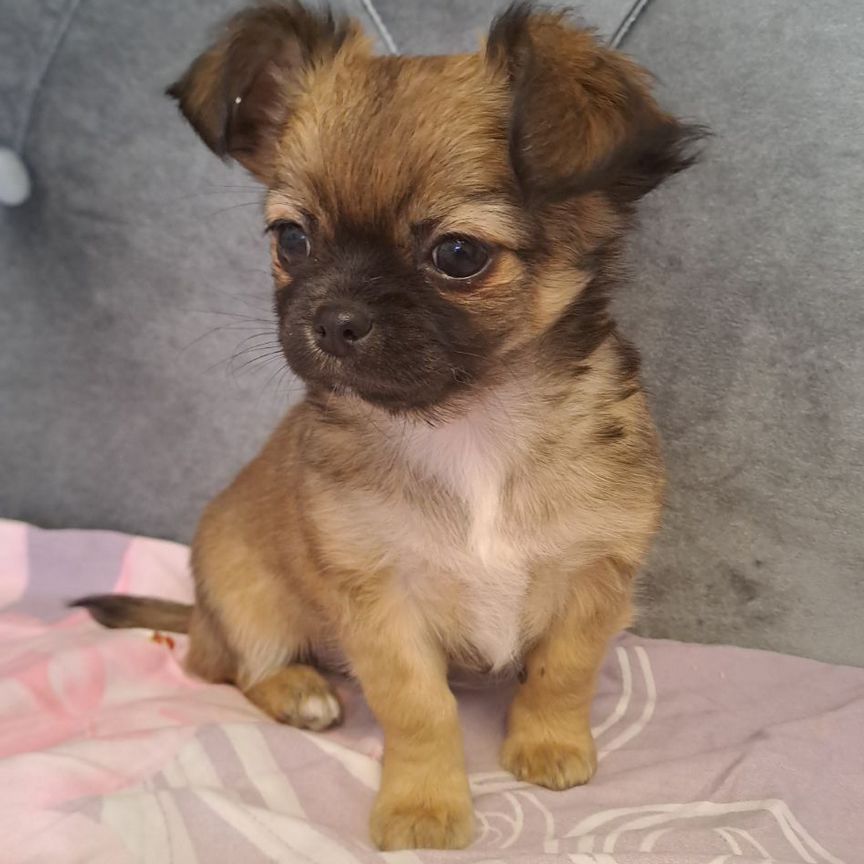 Чихуахуа, щенок