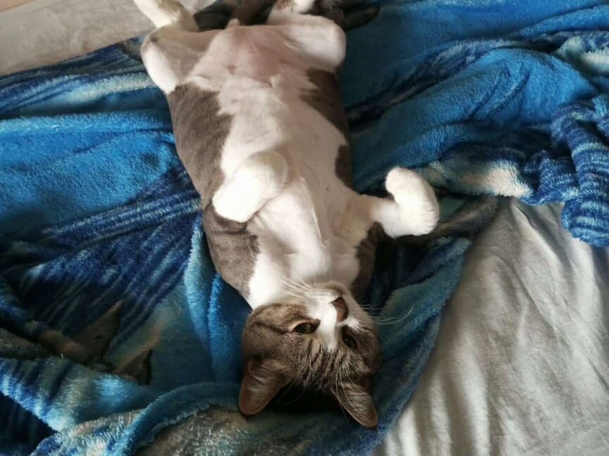 Кот 2,5 года,мать донской сфинкс