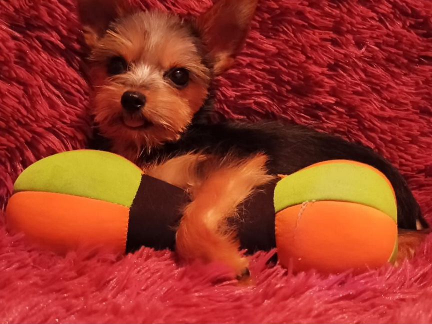 Йоркширский терьер