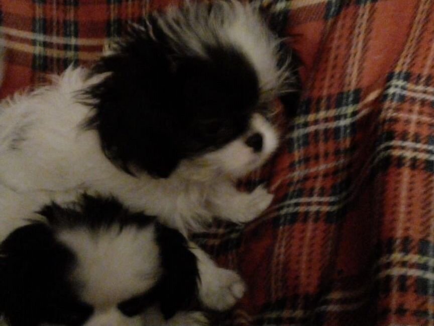 Микс чихин японский хин и чихуахуа