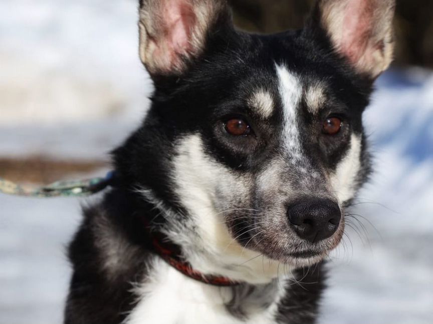 Отдам в добрые руки собаку Вика