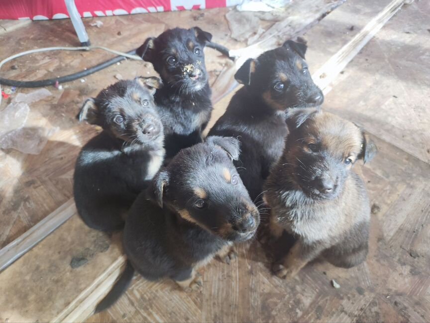 Щенки малинуа в добрые руки