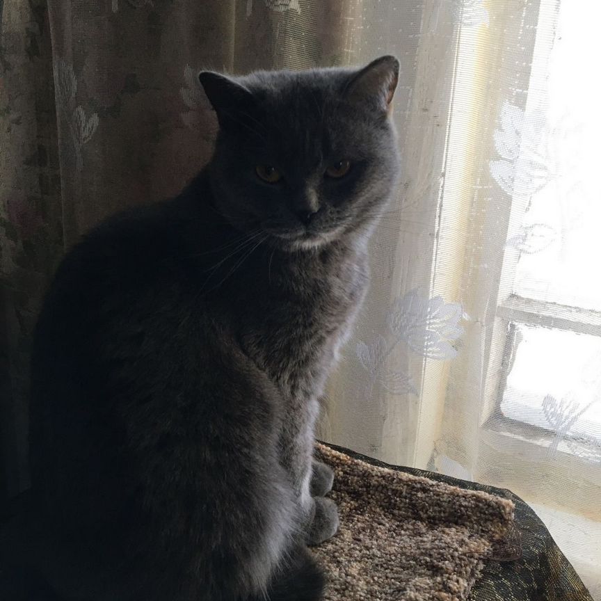 Кошки и кот в добрые руки