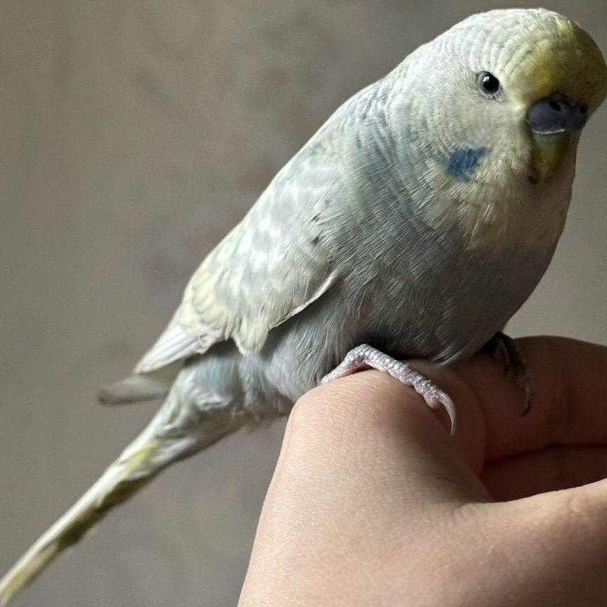 Чех Ручной Попугай Самец