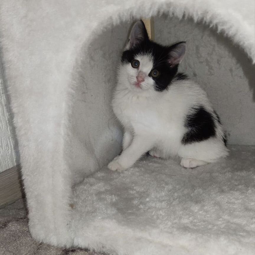 Абиссинский котёнок