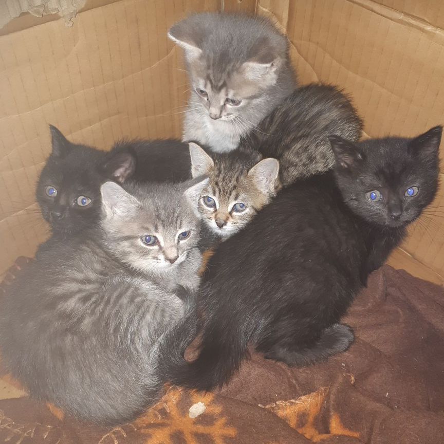 Котёнок в добрые руки