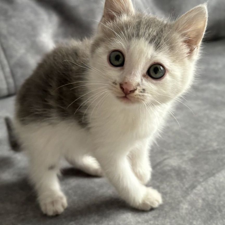 Котёнок в добрые руки