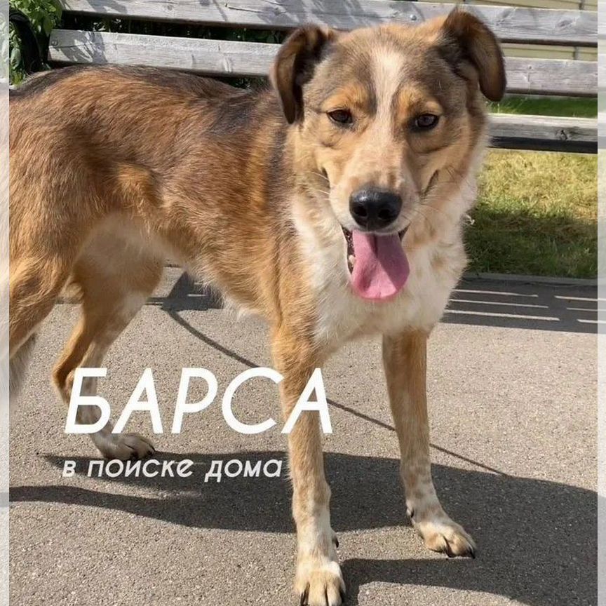 Взрослая собака в добрые руки