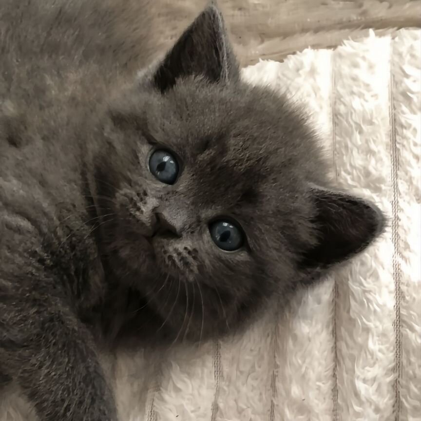 Британский короткошёрстный котёнок