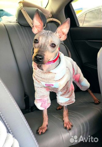 Без шерсти, без комплексов, без сюрпризов