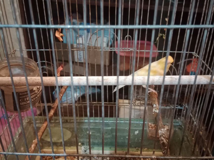 Канарейка кенар