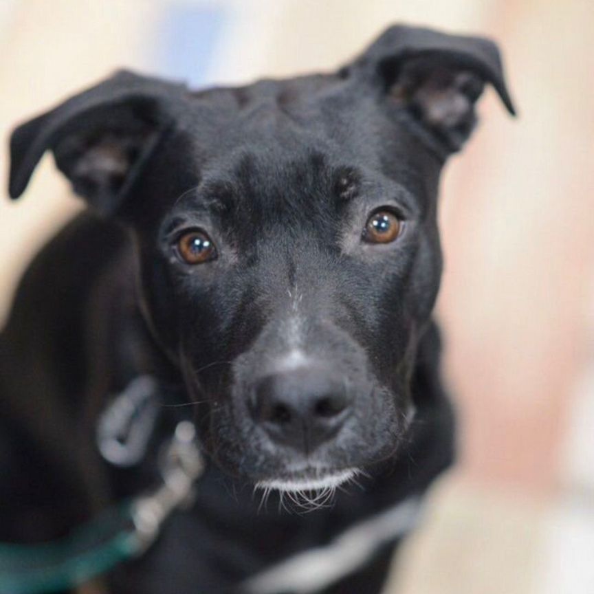 Стаффорд по имени Дик 2 года ищет дом