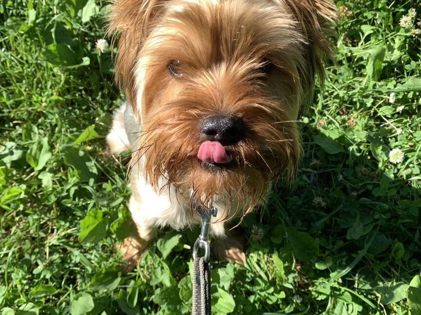 Йоркширский терьер