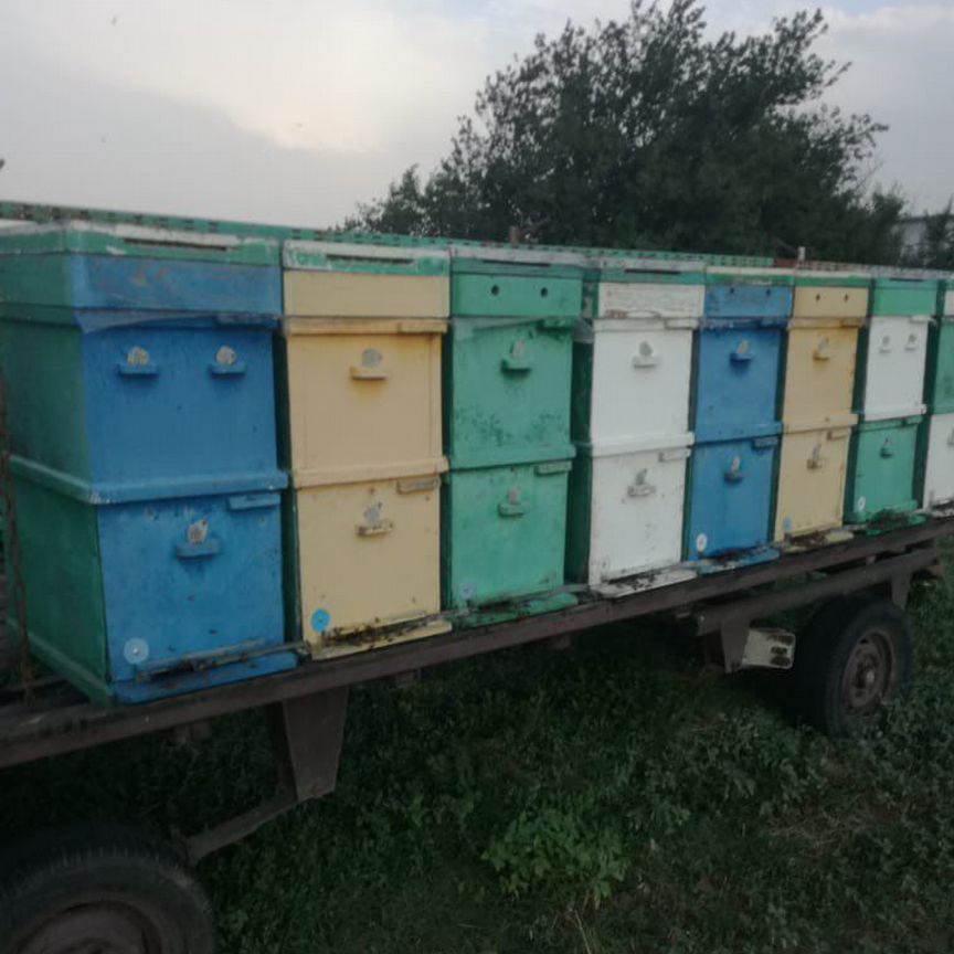 Пчелоприцеп с документами