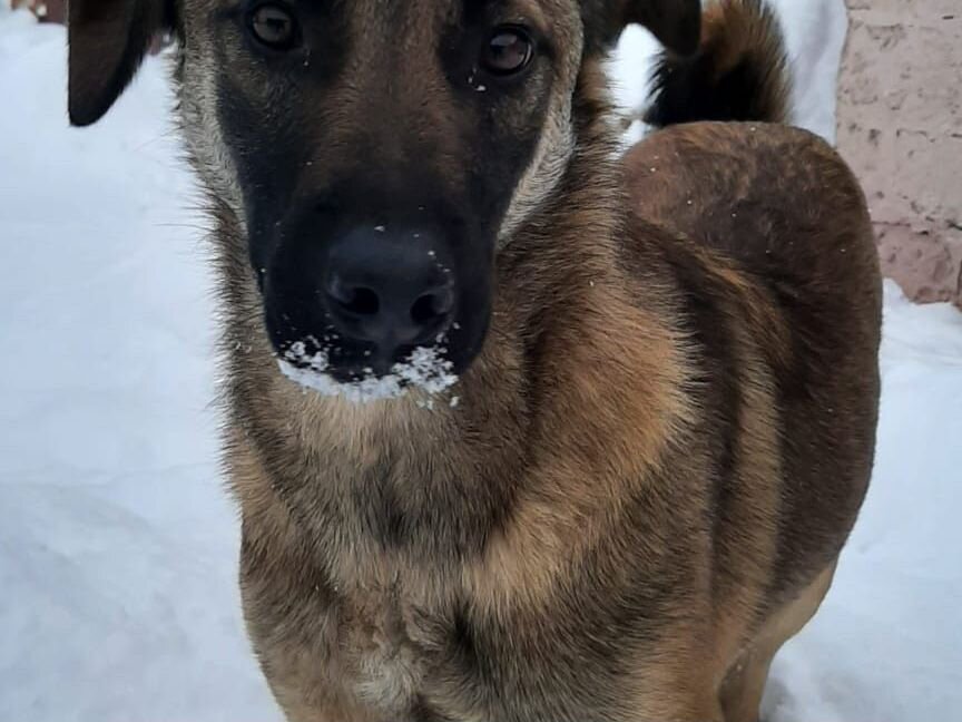 Милый щенок подросток ищет дом