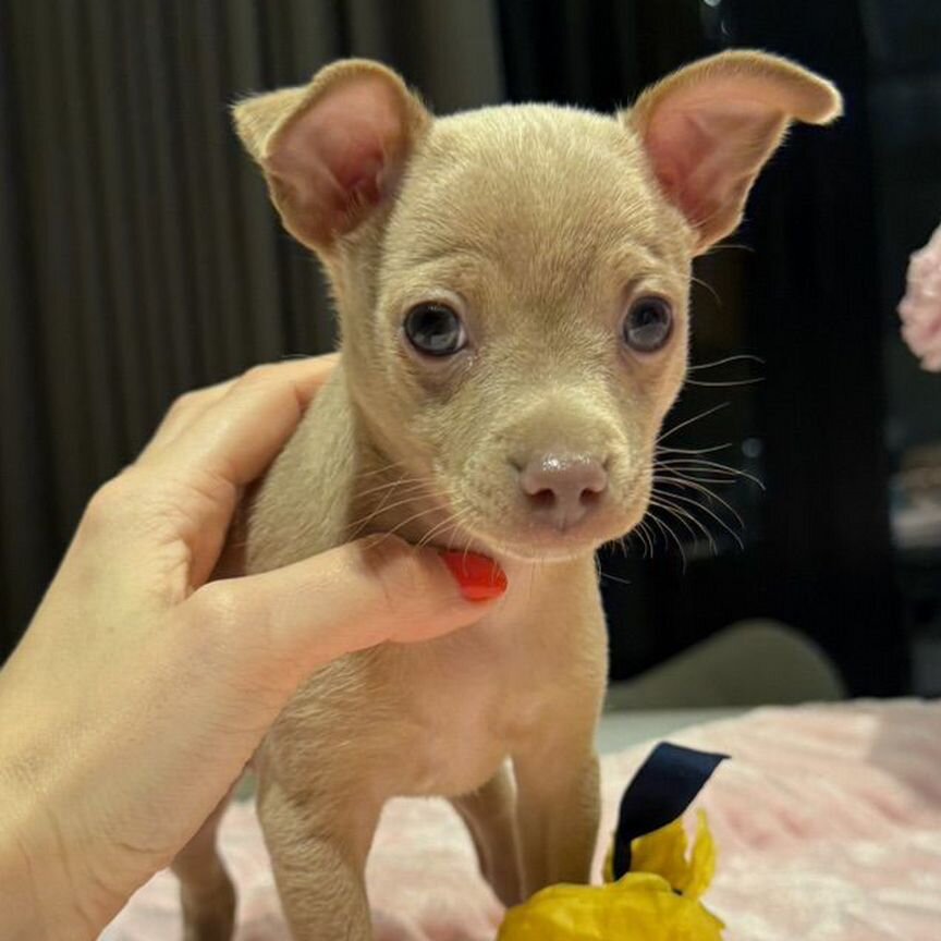 Русский той-терьер, щенок