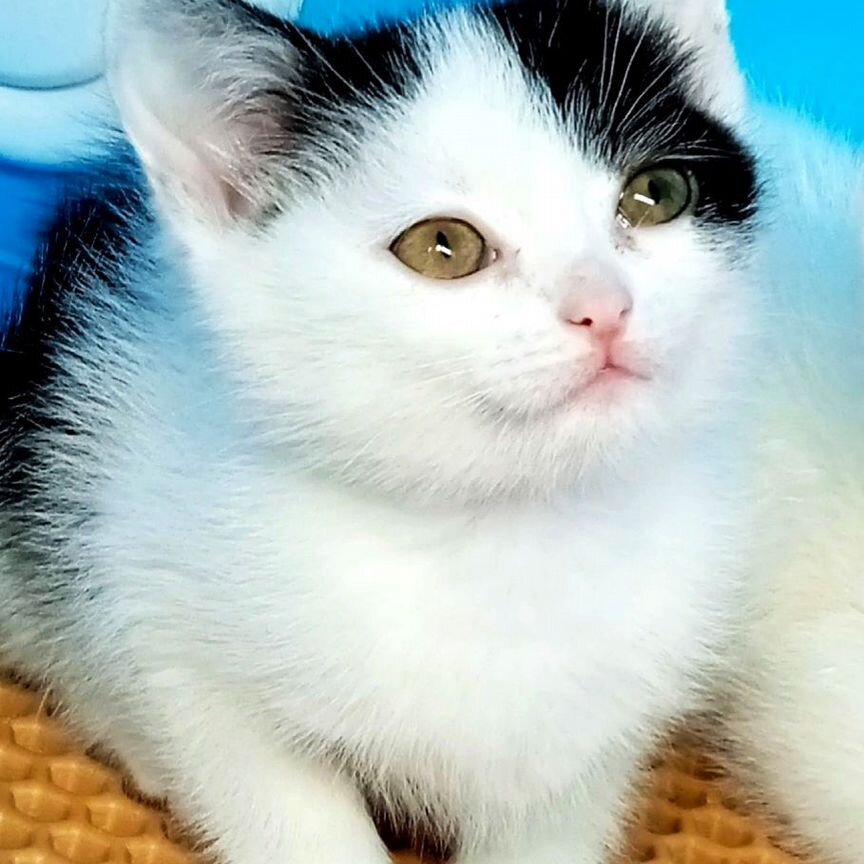 Сладкий котенок в добрые руки