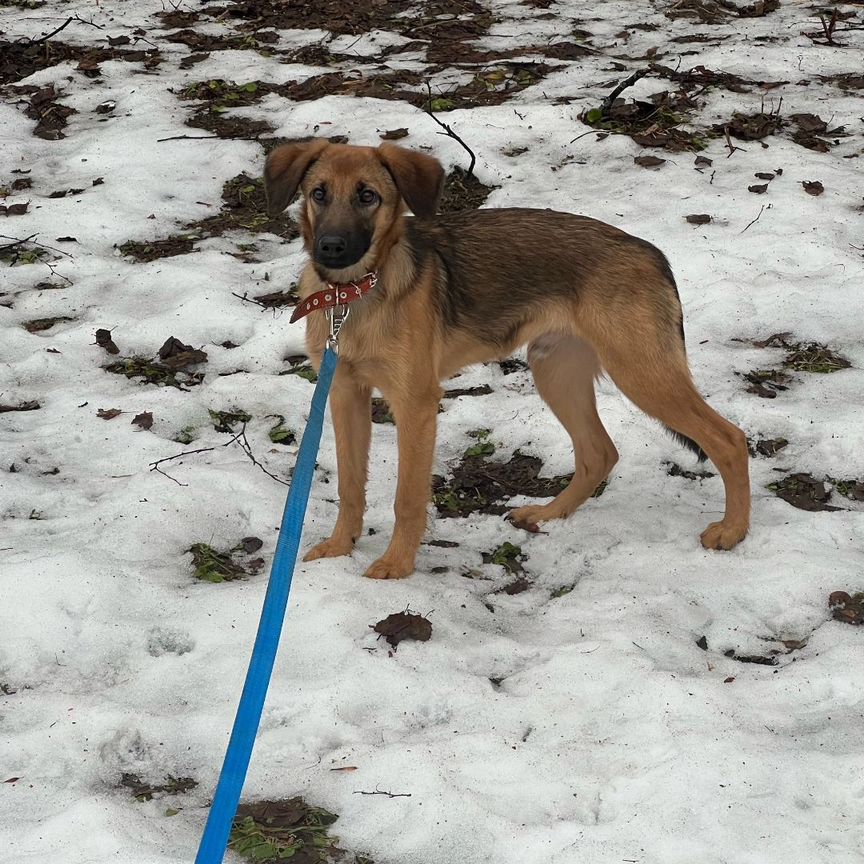 Щенок мальчик бесплатно