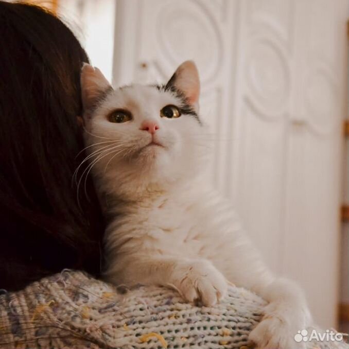 Кошечка Любава