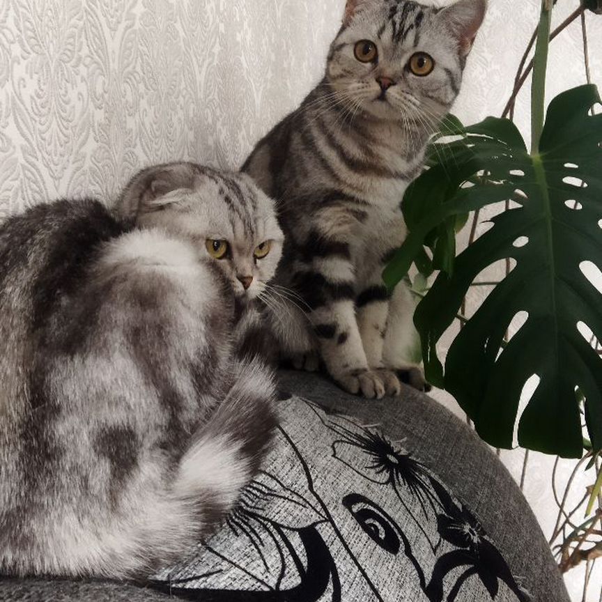 Шотландская вислоухая кошка бесплатно