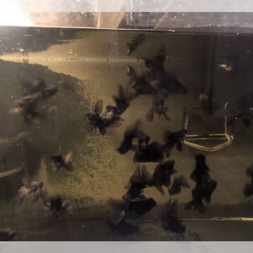 Меченосцы, телескопы, кометы, шебункины