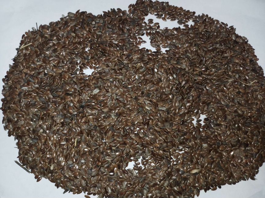 Лен масличный