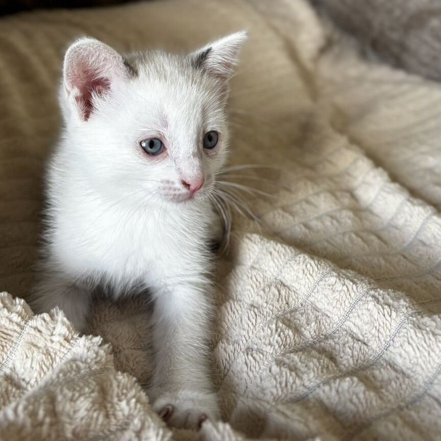 Сиамский котёнок
