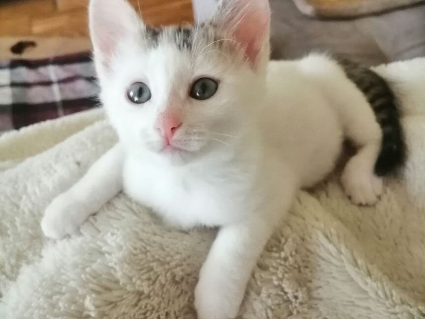 Неизвестной породы очень ласковый которебенок