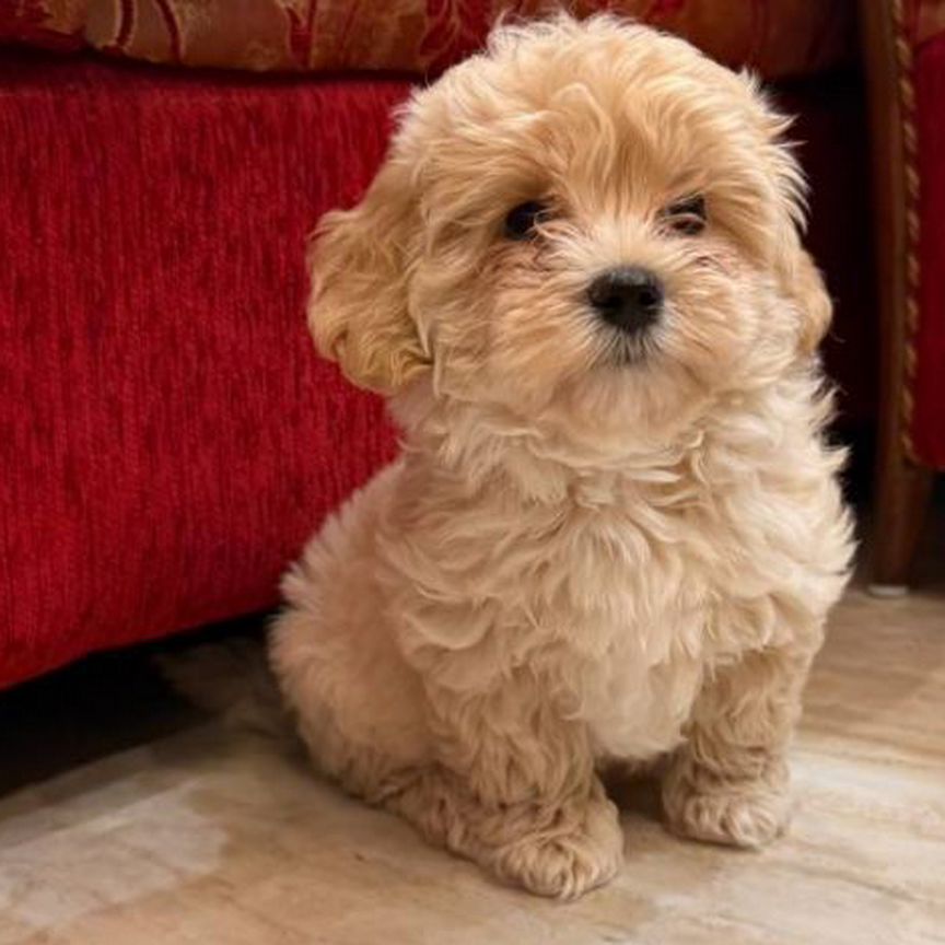 Мальтипу, щенок