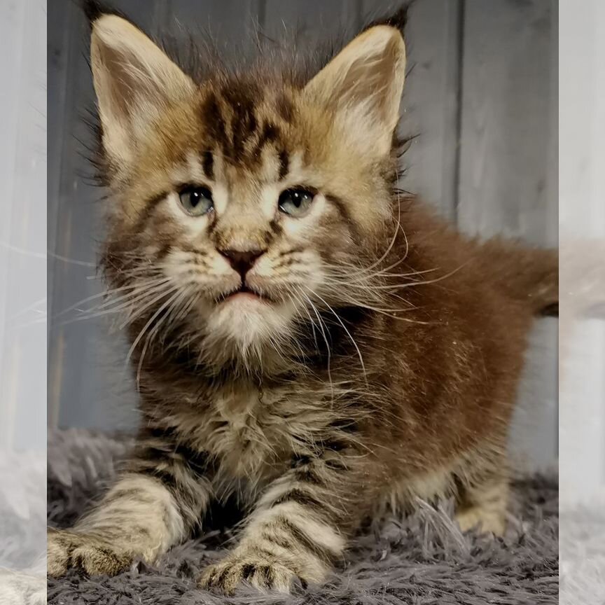 Мейн-кун котёнок