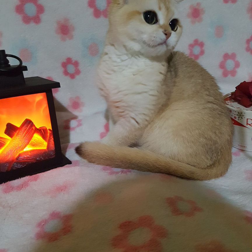 Шотландские детки